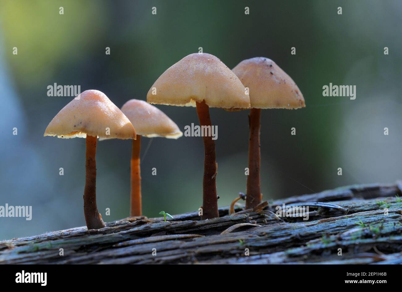 Mycena mushrooms growing on a fallen tree trunk Stock Photo - Alamy