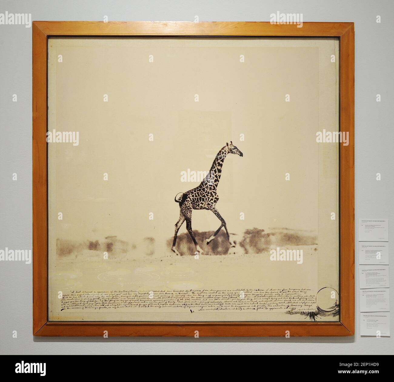Running Giraffe by Peter Beard from the Lee Radziwill collection on ...