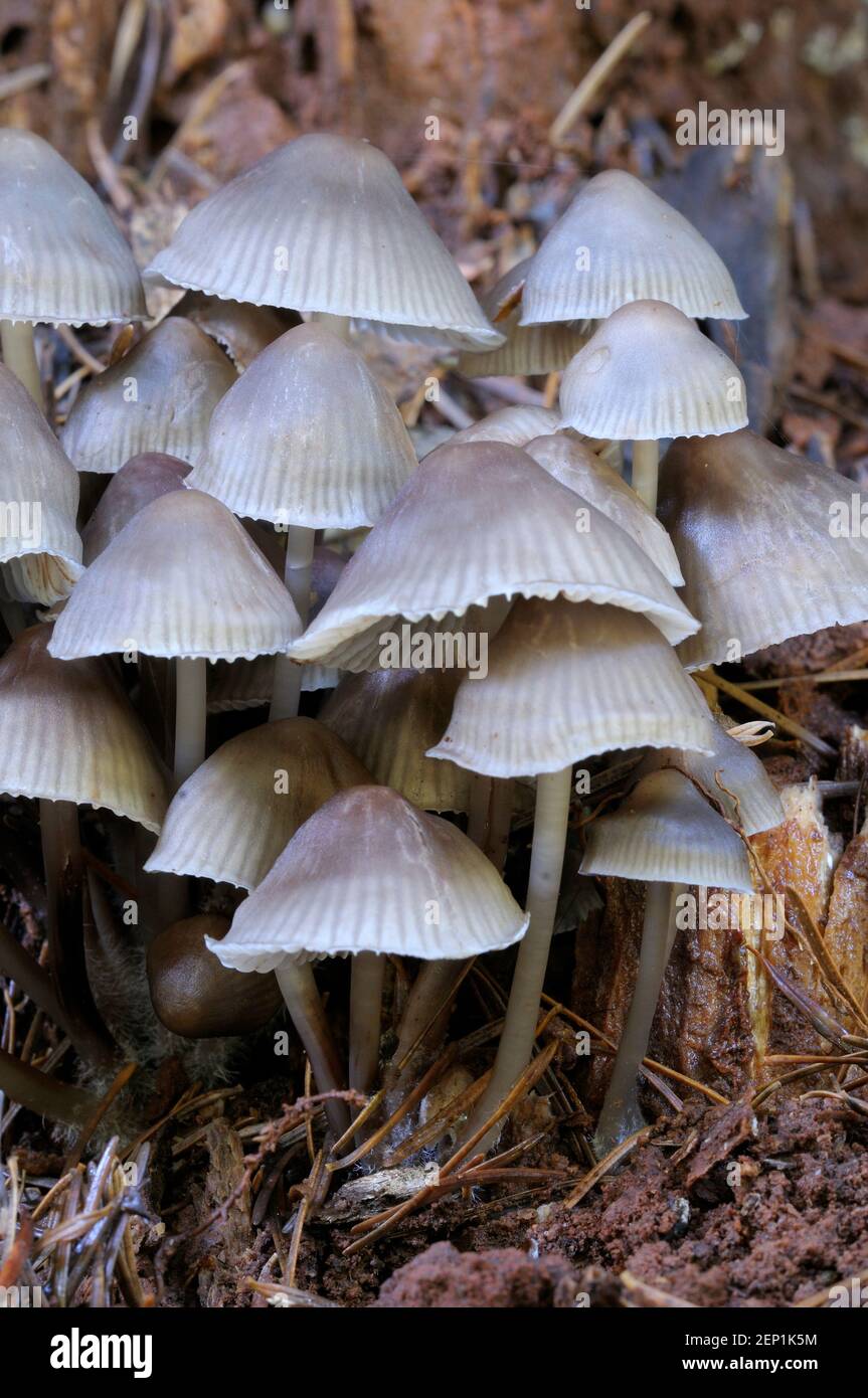 Mycena galericulata mushrooms Stock Photo - Alamy