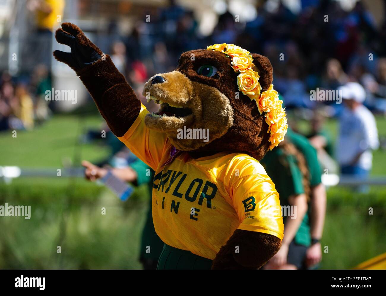 October 12 2019: Baylor Bears mascot Marigold before 1st half of the ...