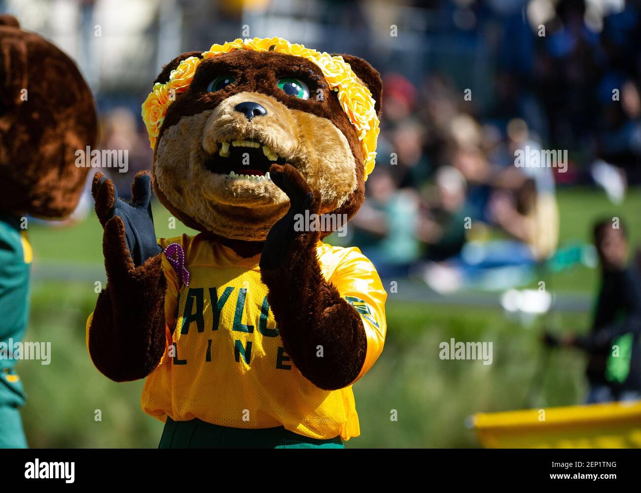 October 12 2019: Baylor Bears mascot Marigold before 1st half of the ...