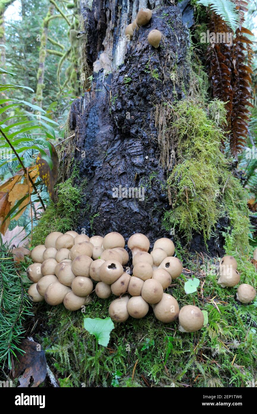 Pear shaped puffball hi-res stock photography and images - Alamy
