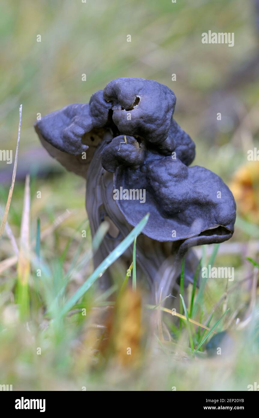 Fluted Black Elfin Saddle (Helvella lacunosa) in a grass field Stock ...