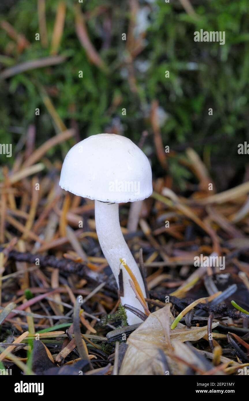 Rounded white capped mushroom Stock Photo - Alamy
