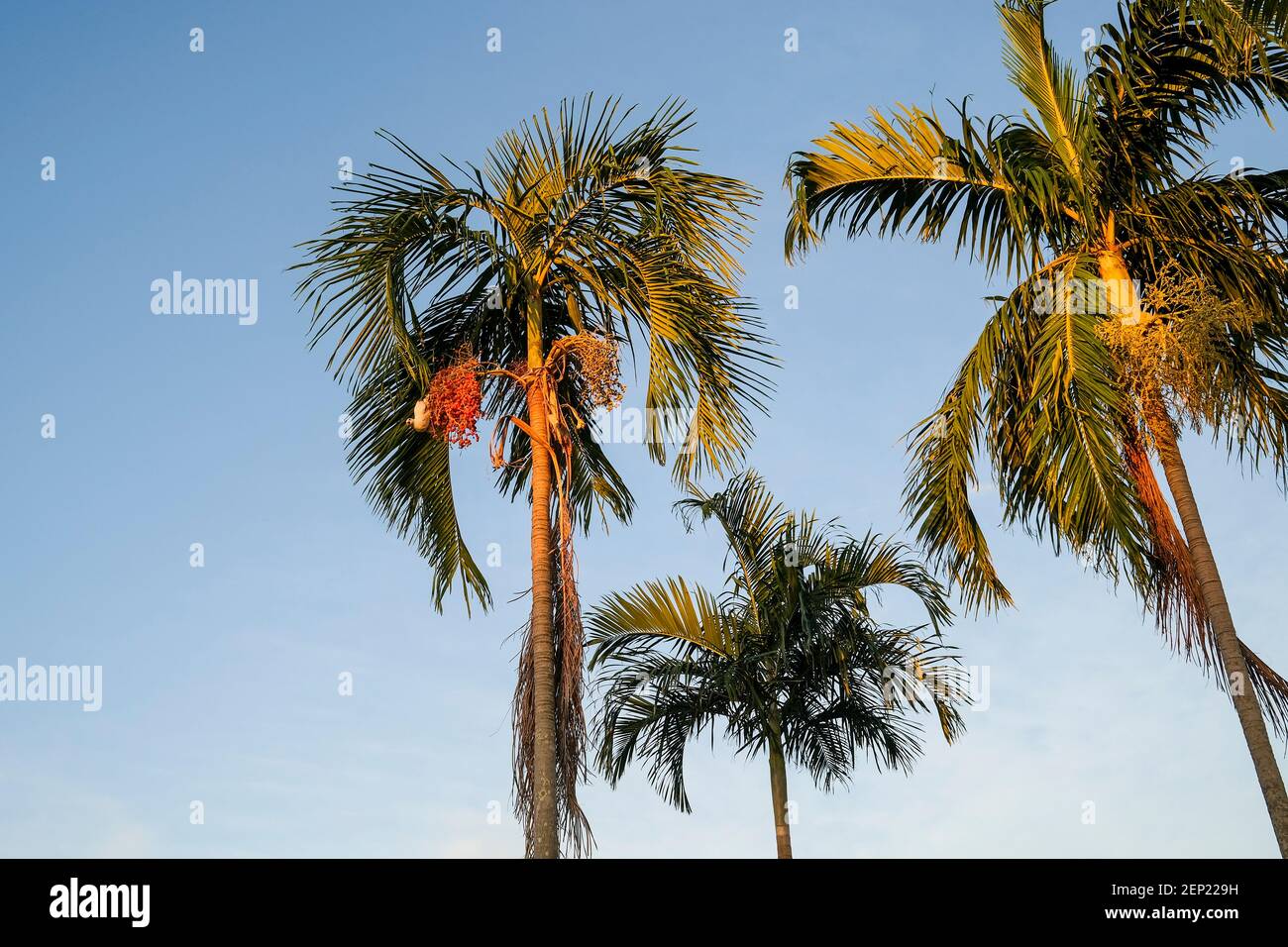 Carpentaria hi-res stock photography and images - Alamy