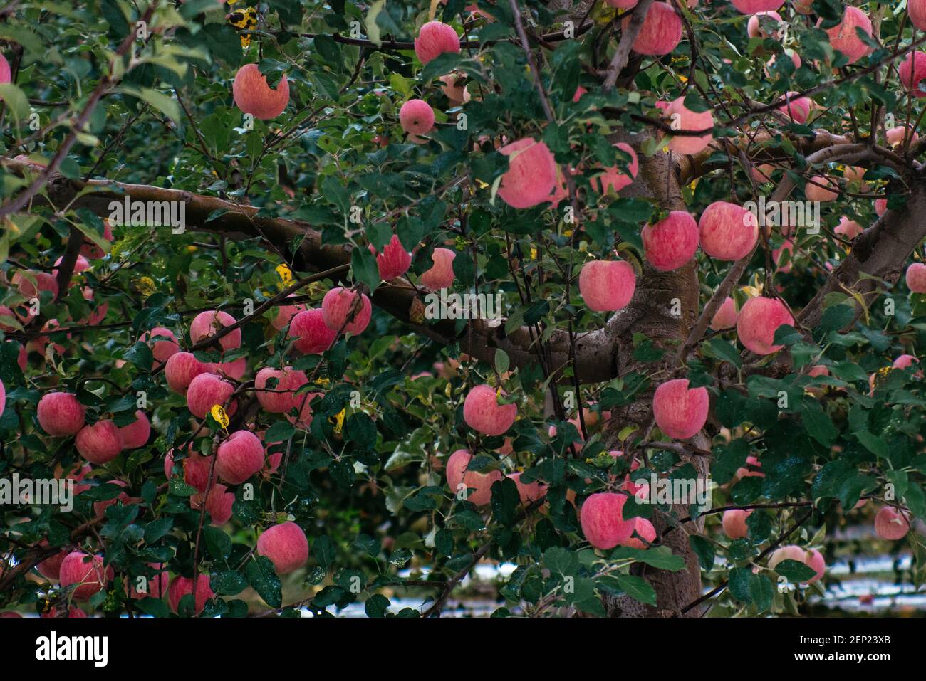 --FILE--An apple tree in Luochuan county, Yan'an city, northwest China ...