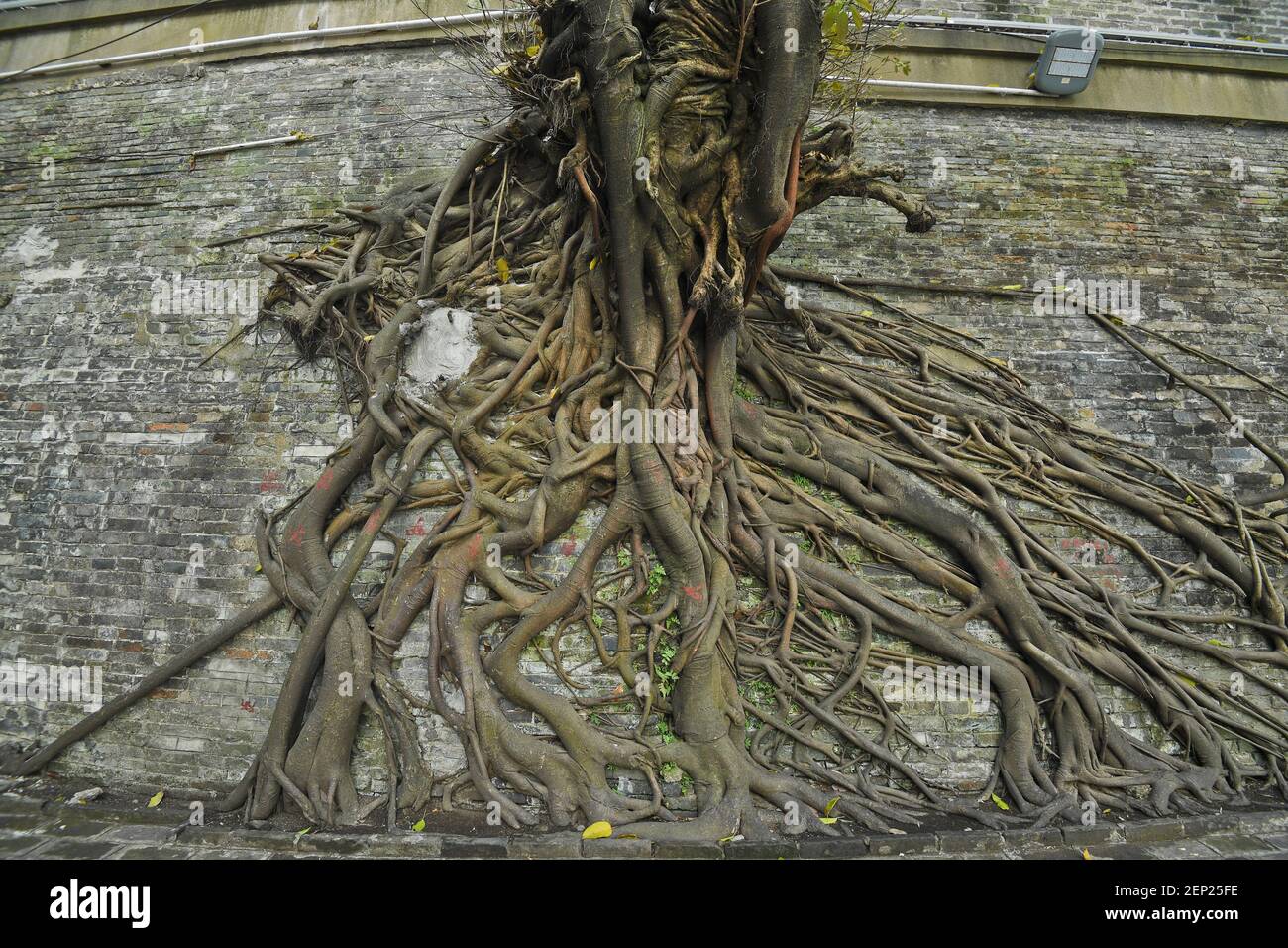 Guangxi,CHINA-Trees stand on the wall of an ancient city during the ...