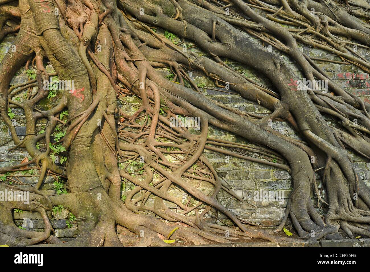 Guangxi,CHINA-Trees stand on the wall of an ancient city during the ...