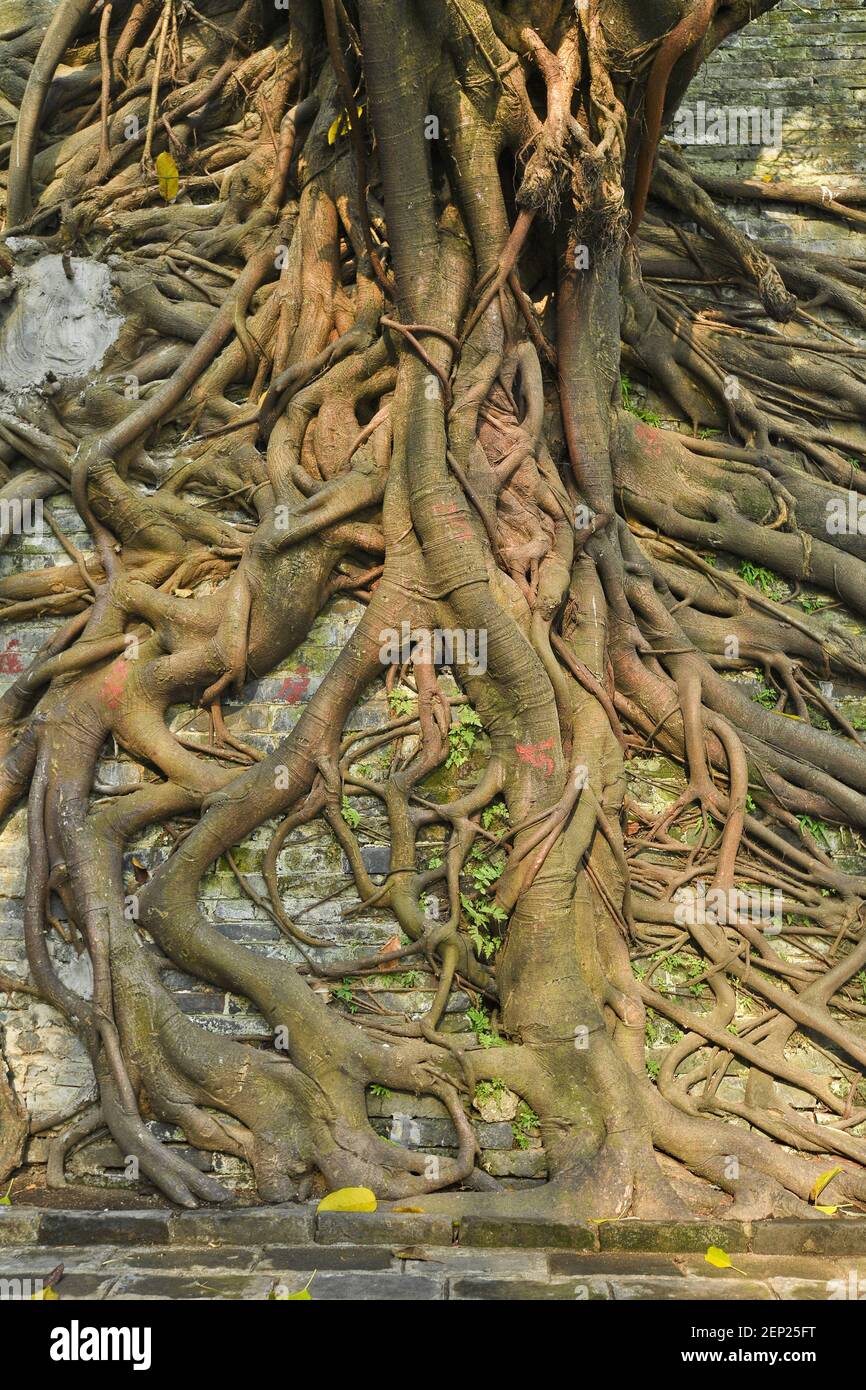 Guangxi,CHINA-Trees stand on the wall of an ancient city during the ...