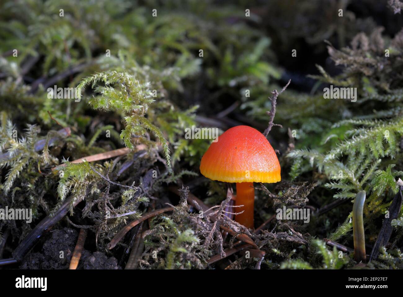 Small bright red mushroom coming up through moss Stock Photo - Alamy