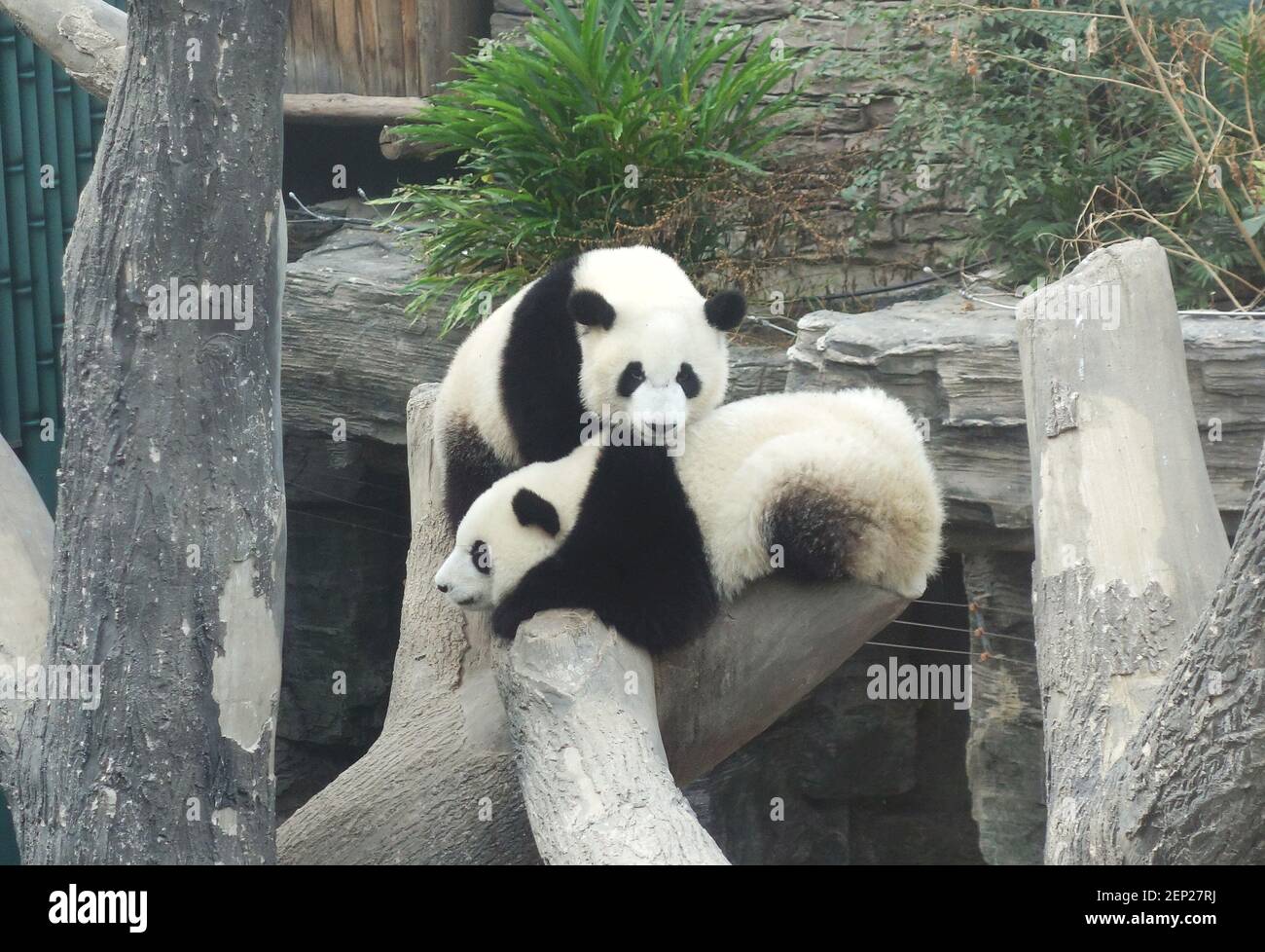 One-year-old twin pandas Meng Bao and Meng Yu just moved to Olympic ...