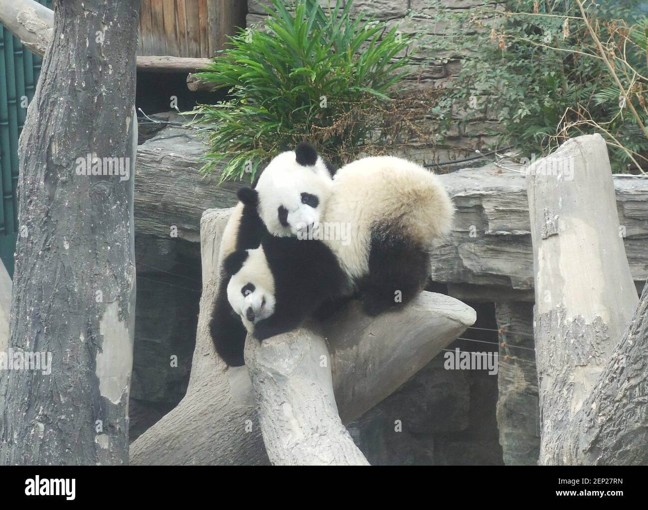 One-year-old twin pandas Meng Bao and Meng Yu just moved to Olympic ...