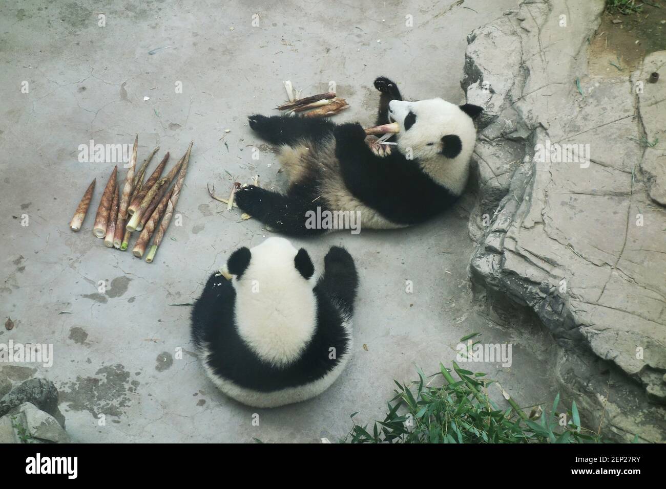One-year-old twin pandas Meng Bao and Meng Yu just moved to Olympic ...