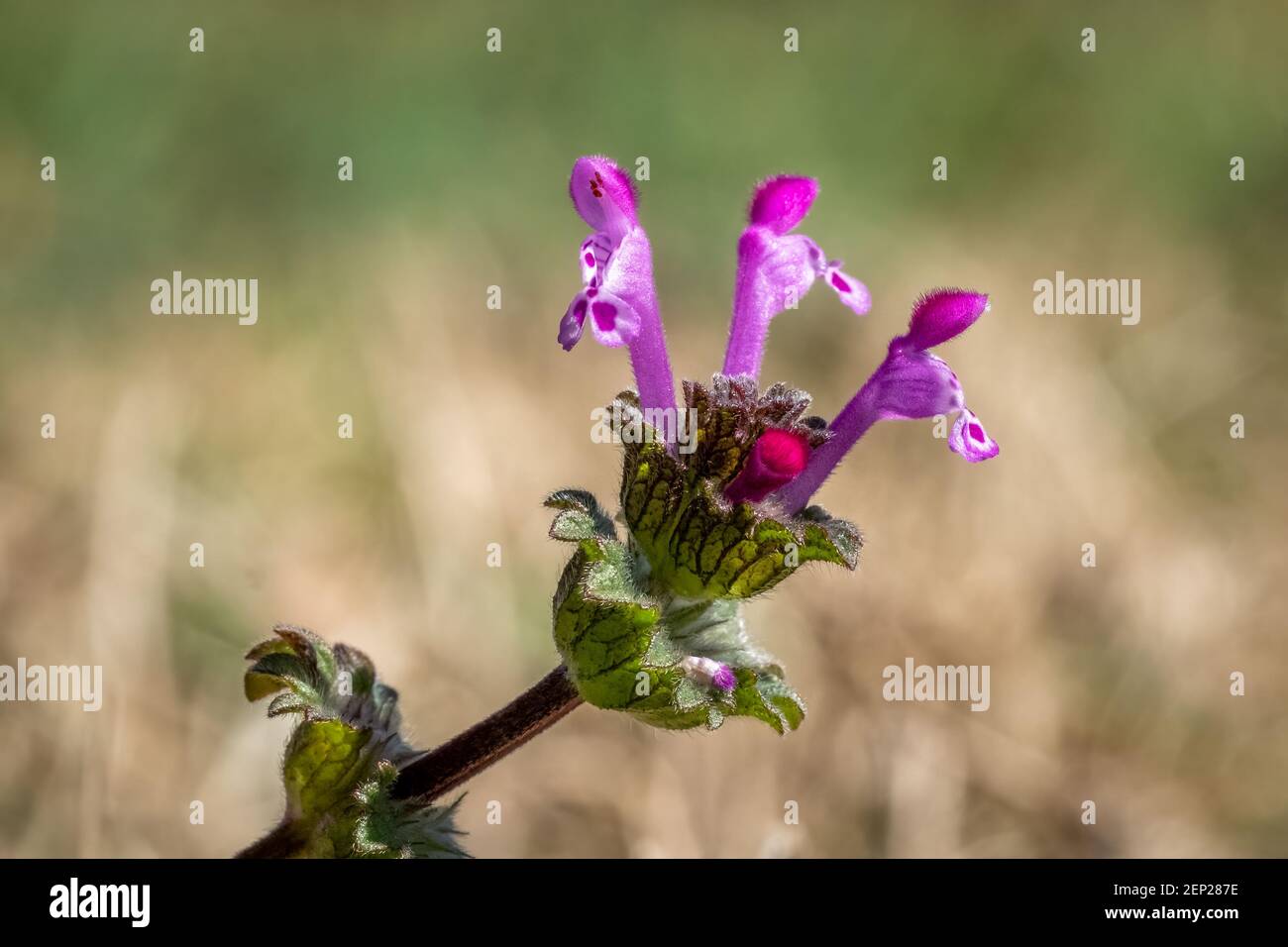 Close up of the blooms of Common Henbit or Henbit Deadnettle (Lamium ...