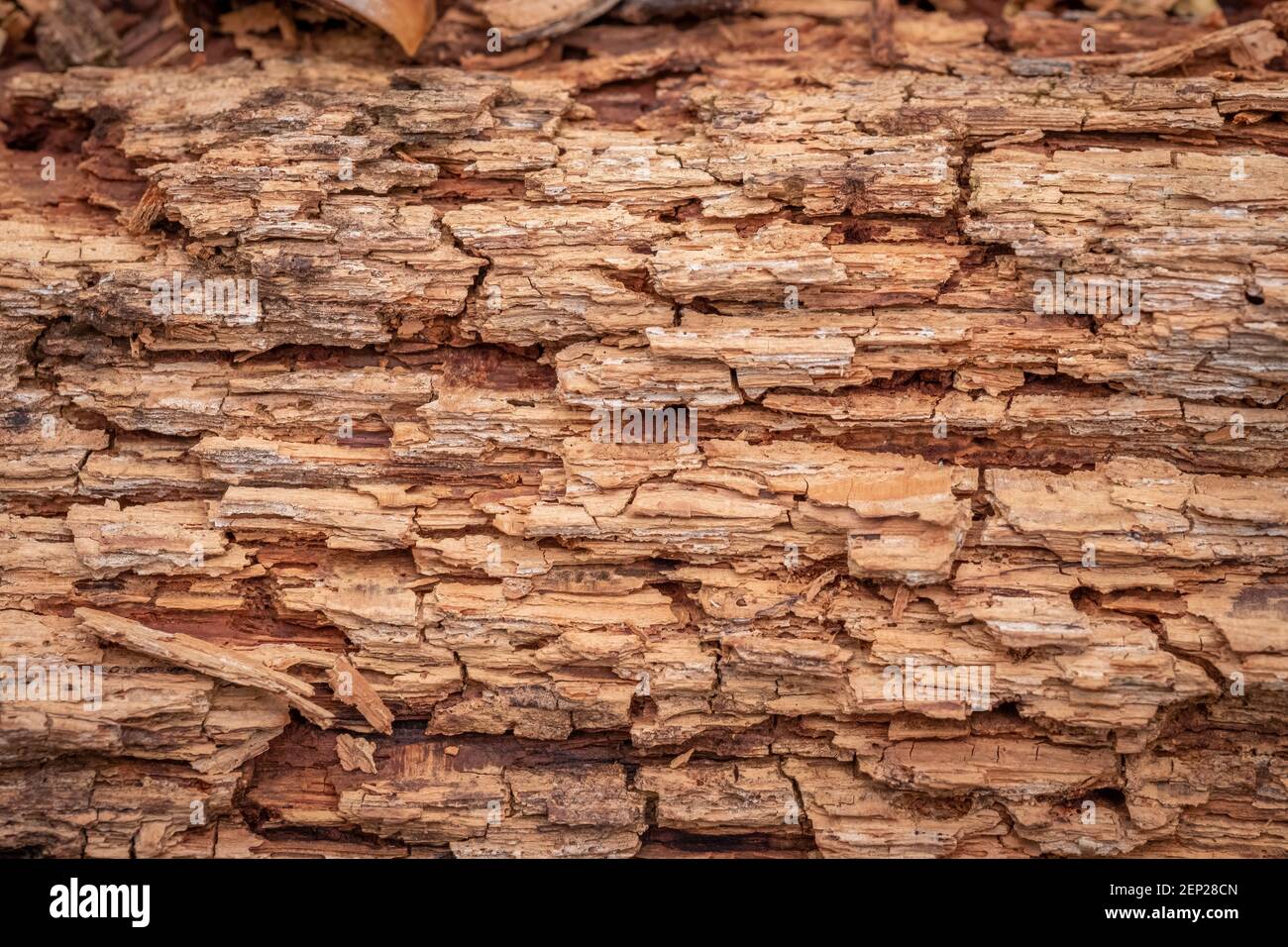 A background image of a close up of the organic texture of a ...