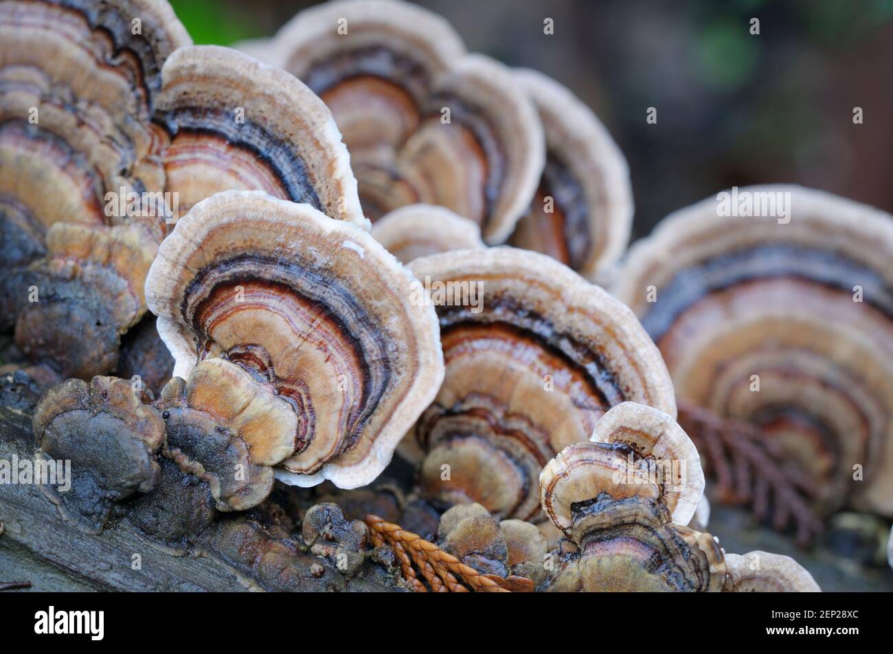 Turkey Tail Polypore (Trametes Versicolor) macro photograph Stock Photo ...