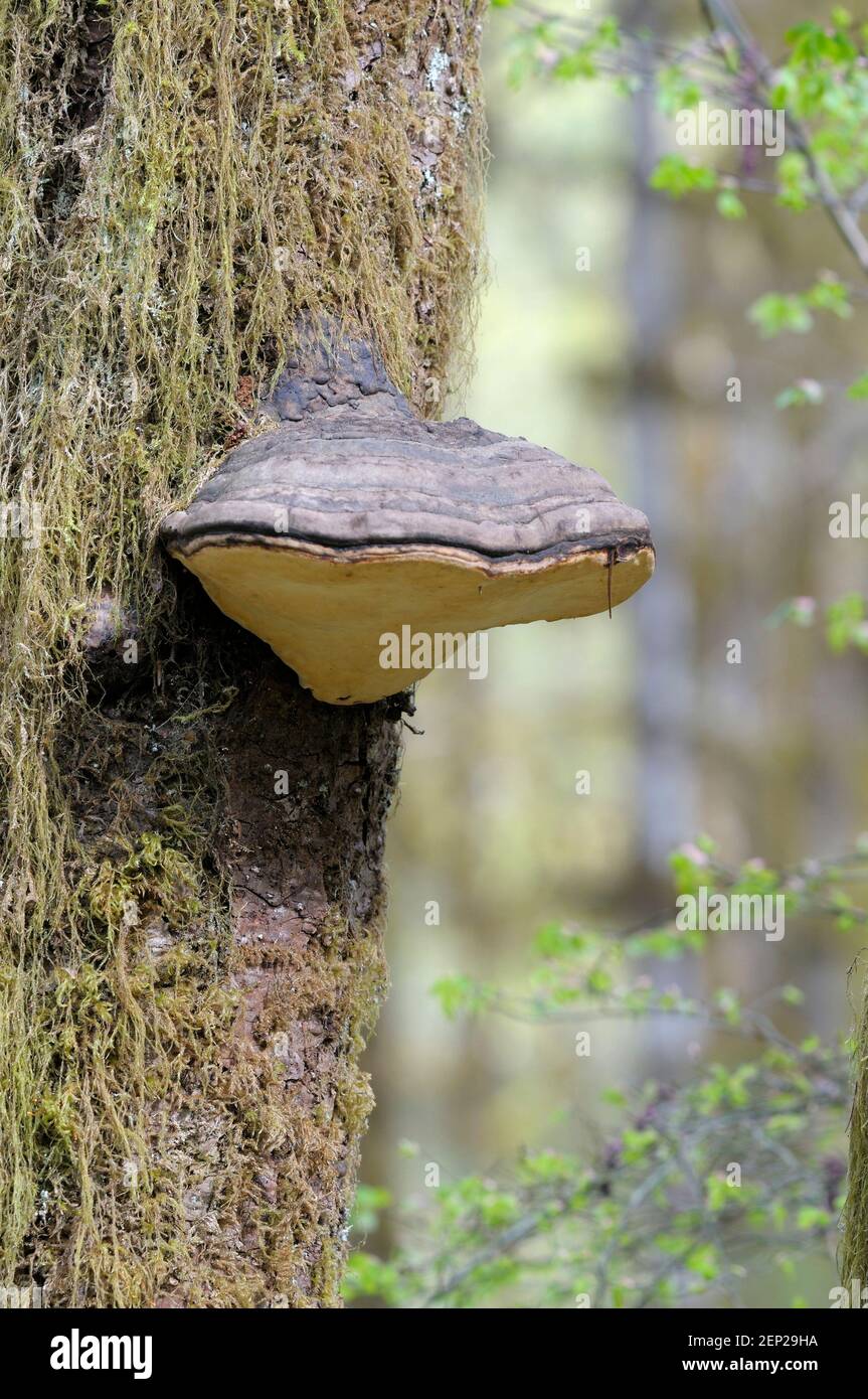 Red-belted Polypore (Fomitopsis pinicola Stock Photo - Alamy