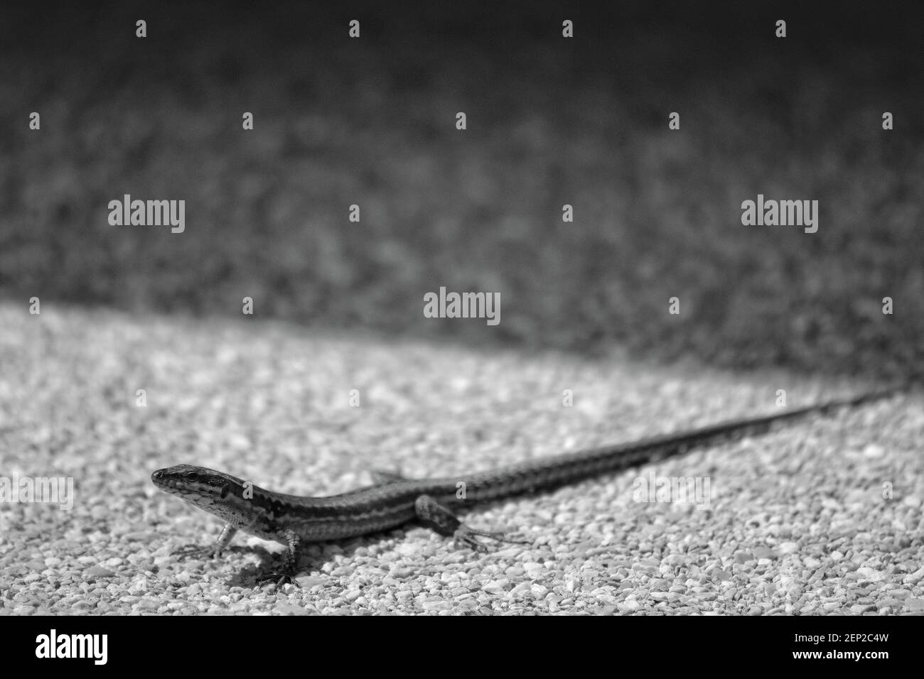 A small lizard on the ground on a summer's day in black and white Stock ...