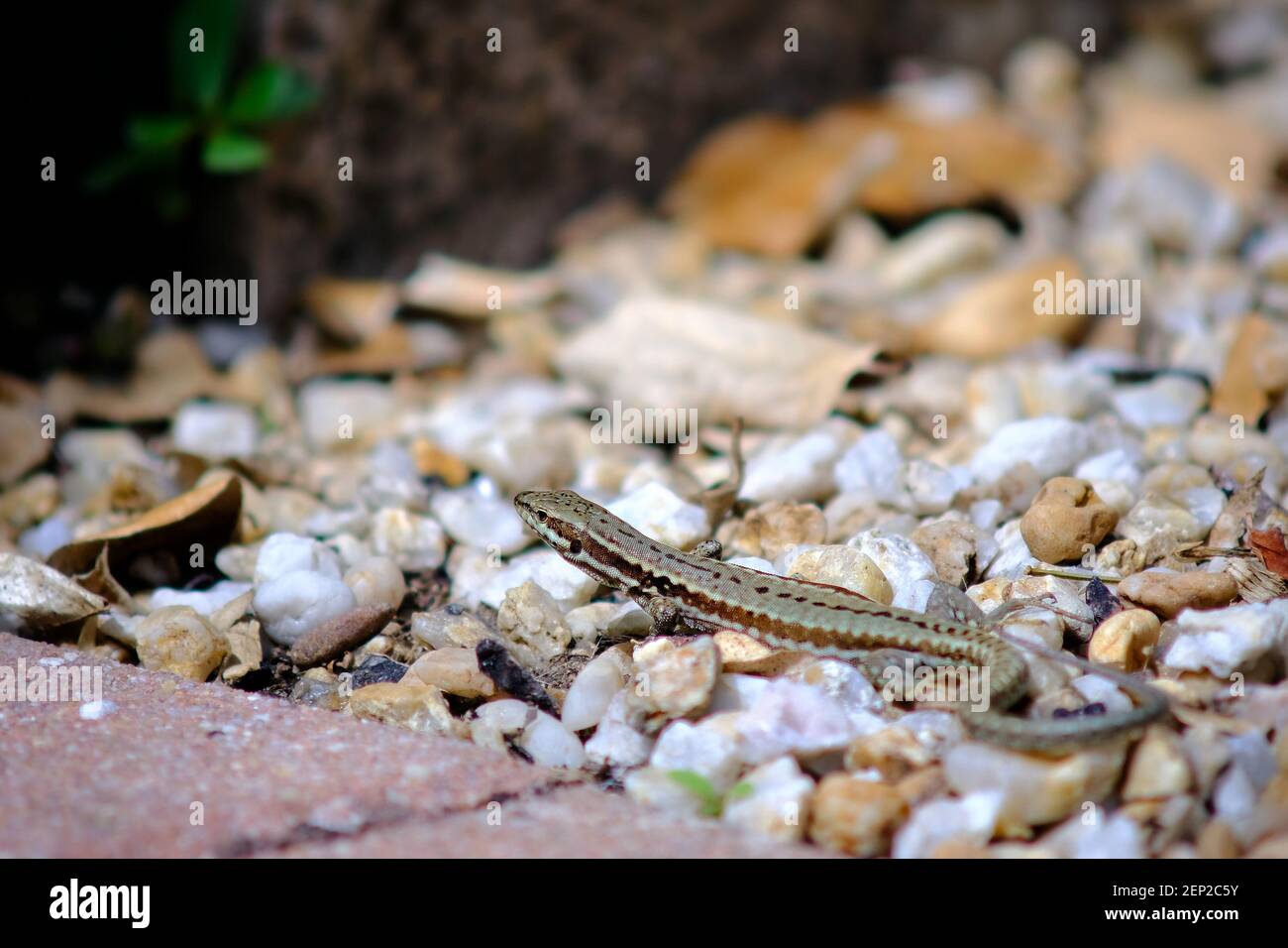 Leguan lizard hi-res stock photography and images - Alamy