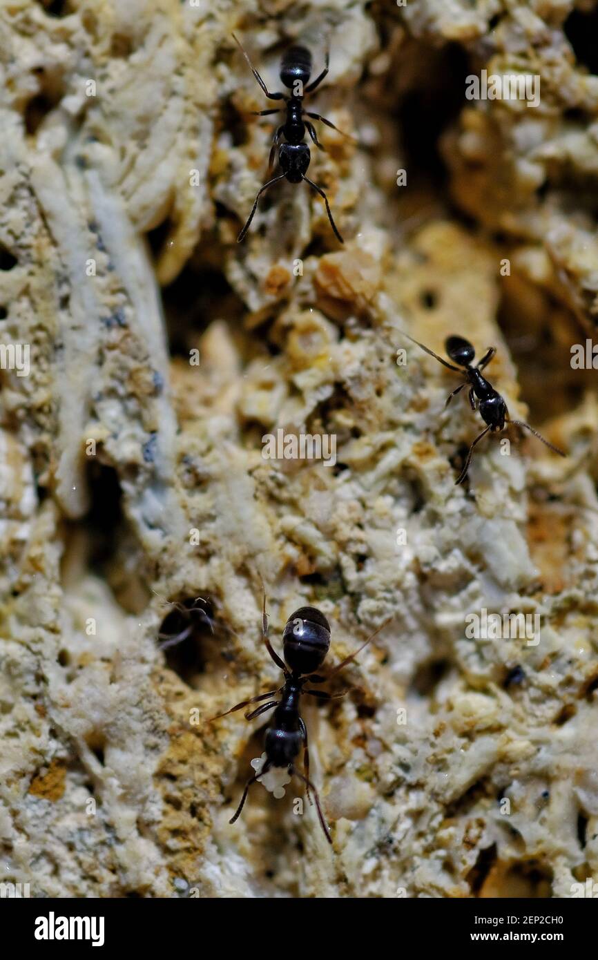 Close up of ants on a stone working Stock Photo - Alamy