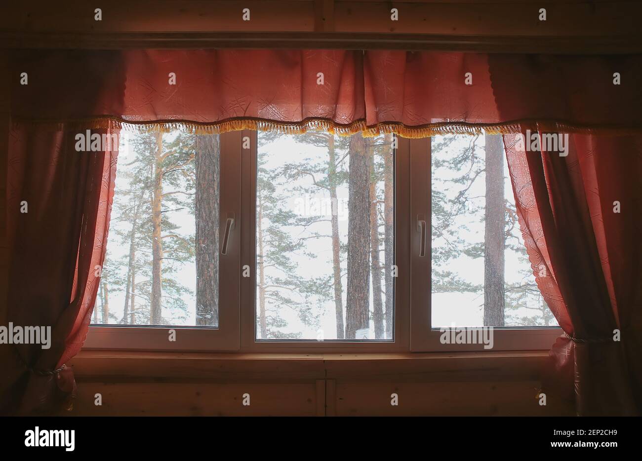 Interior view of pine forest hi-res stock photography and images - Alamy