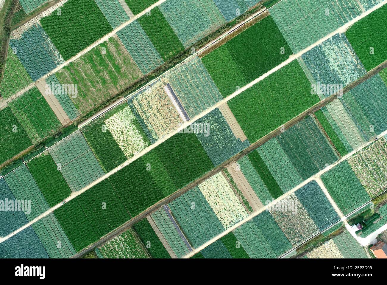 An aerial view of vegetable fields at a farm in Dagong town, a ...