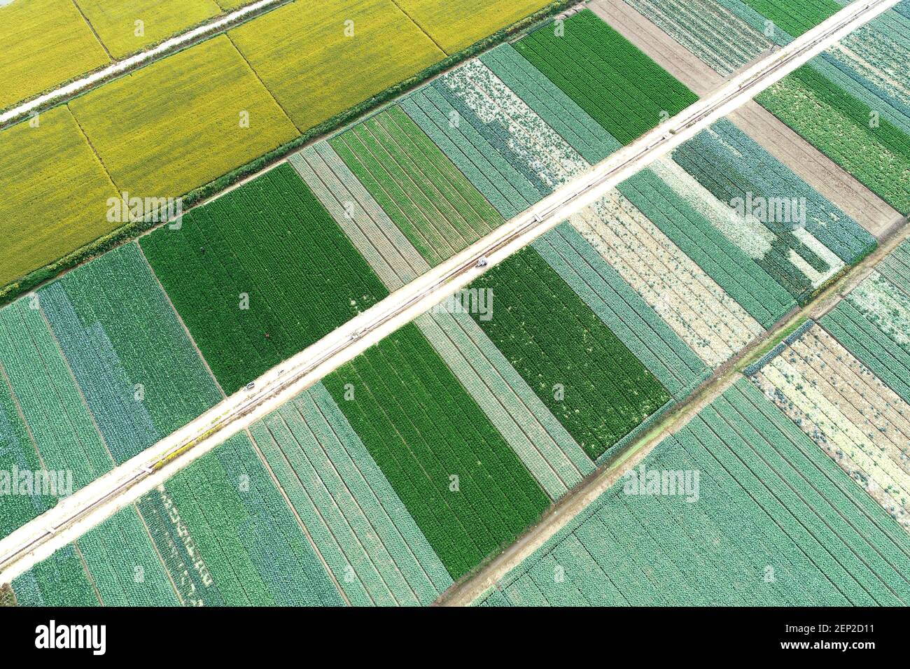 An aerial view of vegetable fields at a farm in Dagong town, a ...