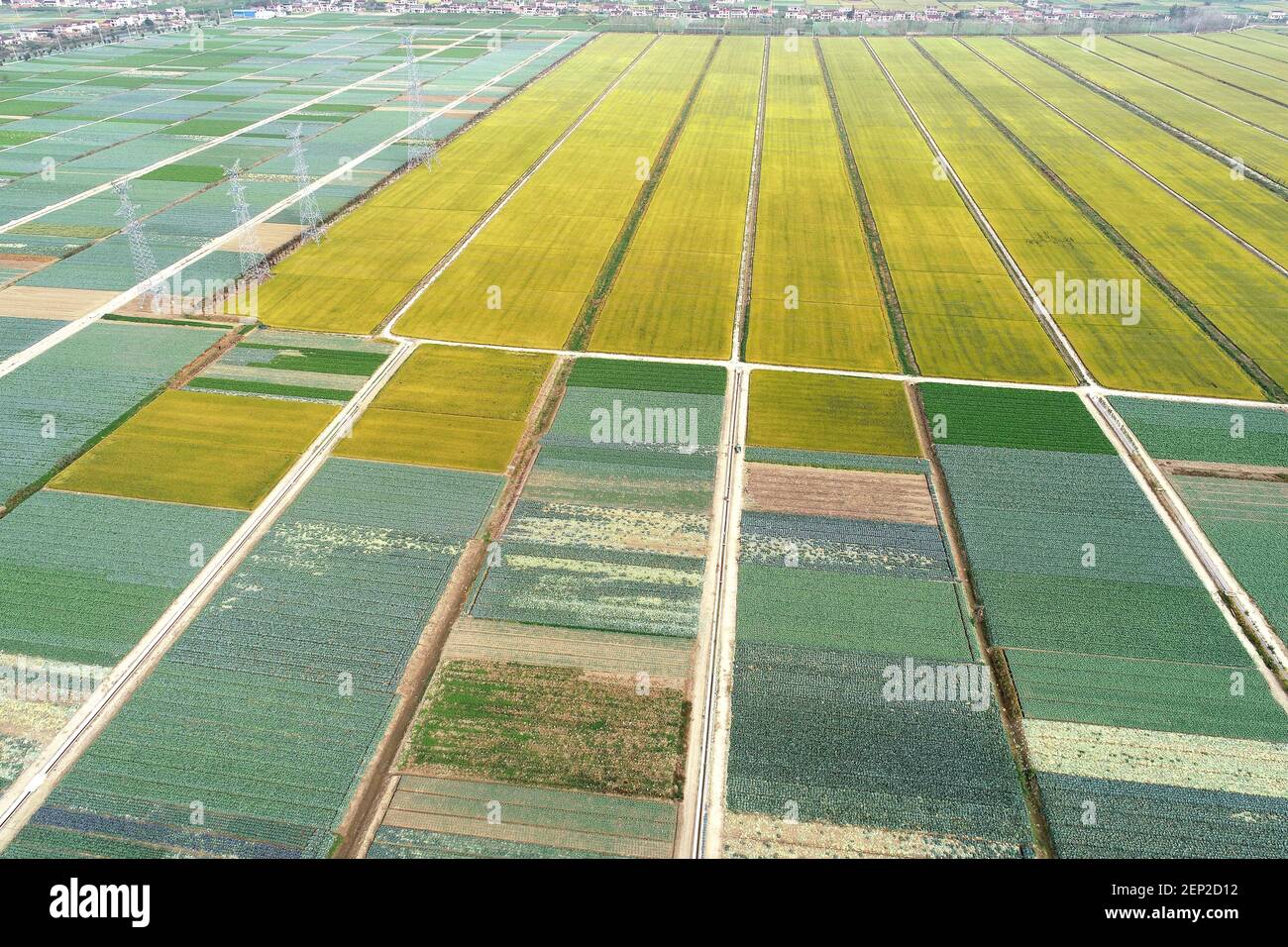 An aerial view of vegetable fields at a farm in Dagong town, a ...