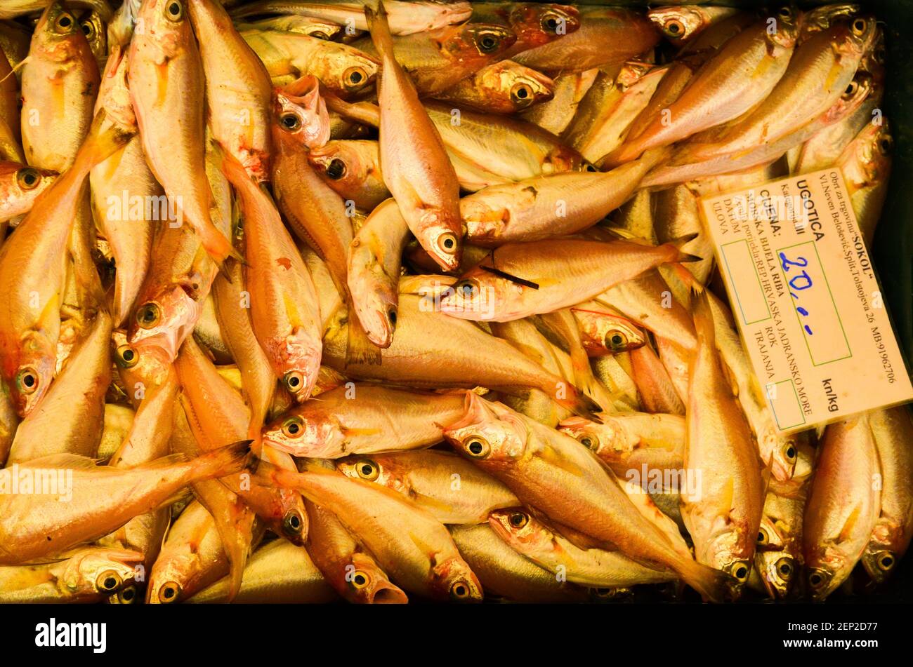 Whiting fish hi-res stock photography and images - Alamy