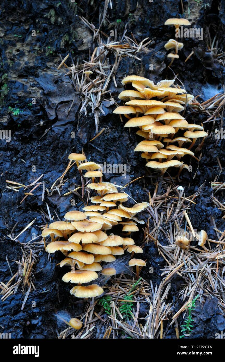 Small yellow mushrooms on a dead tree stump Stock Photo - Alamy