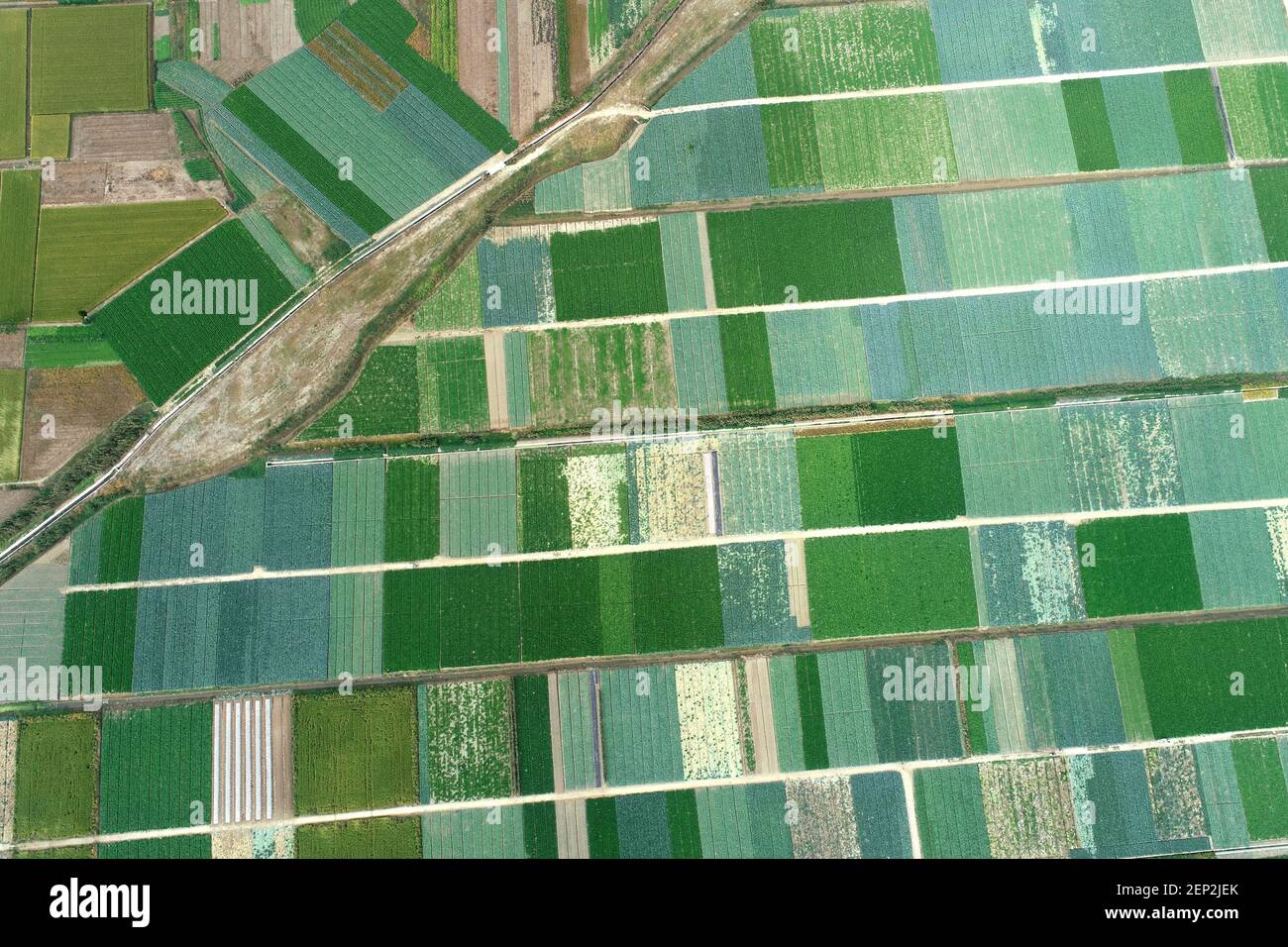 An aerial view of vegetable fields at a farm in Dagong town, a ...
