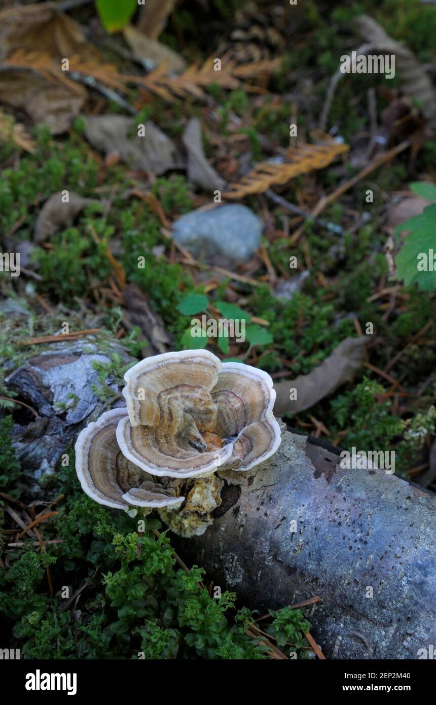 The bay polypore hi-res stock photography and images - Alamy