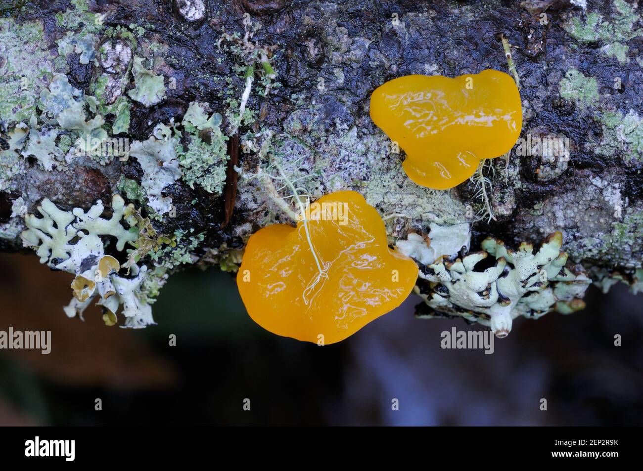 Dacrymyces hi-res stock photography and images - Alamy