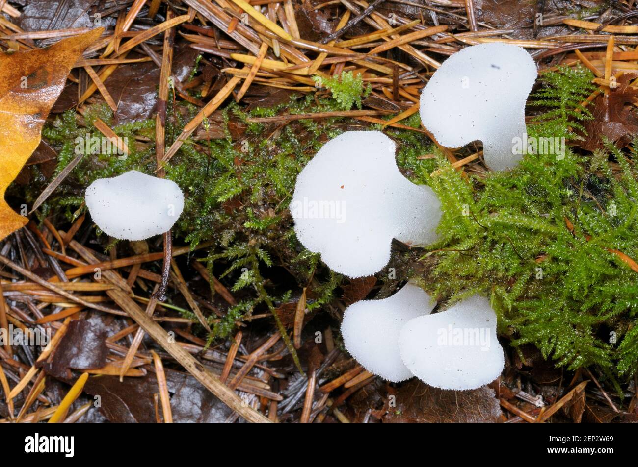Toothed Jelly Fungus (Pseudohydnum gelatinosum Stock Photo - Alamy