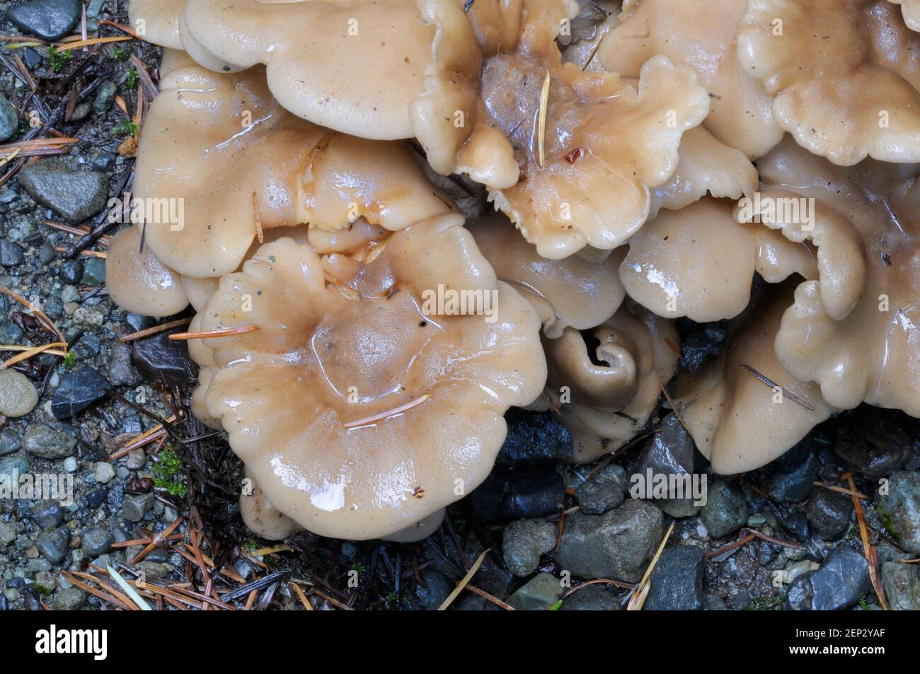 Beige fungi hi-res stock photography and images - Alamy