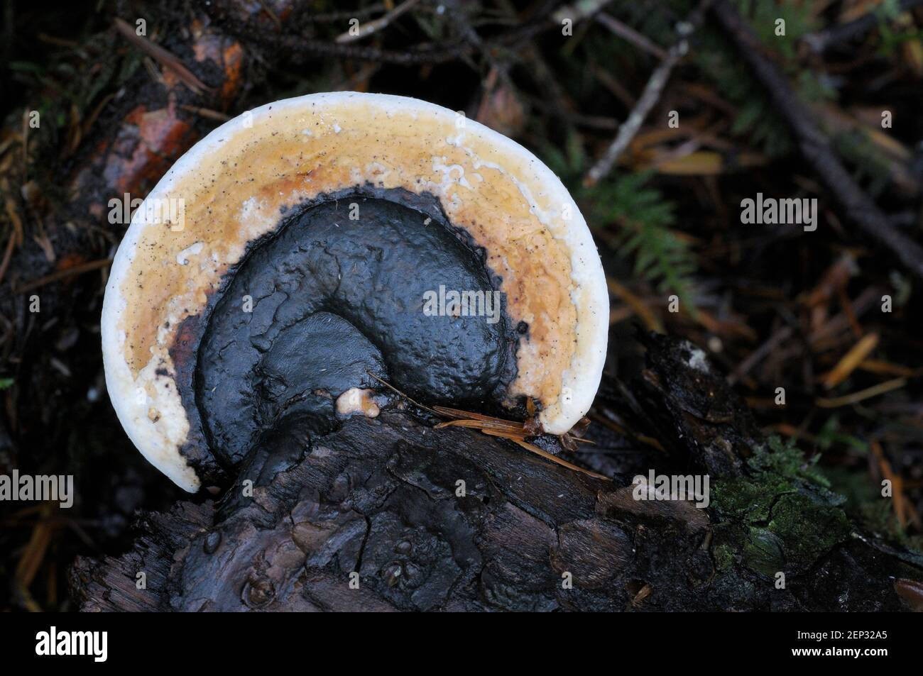 Red-belted Polypore (Fomitopsis pinicola Stock Photo - Alamy