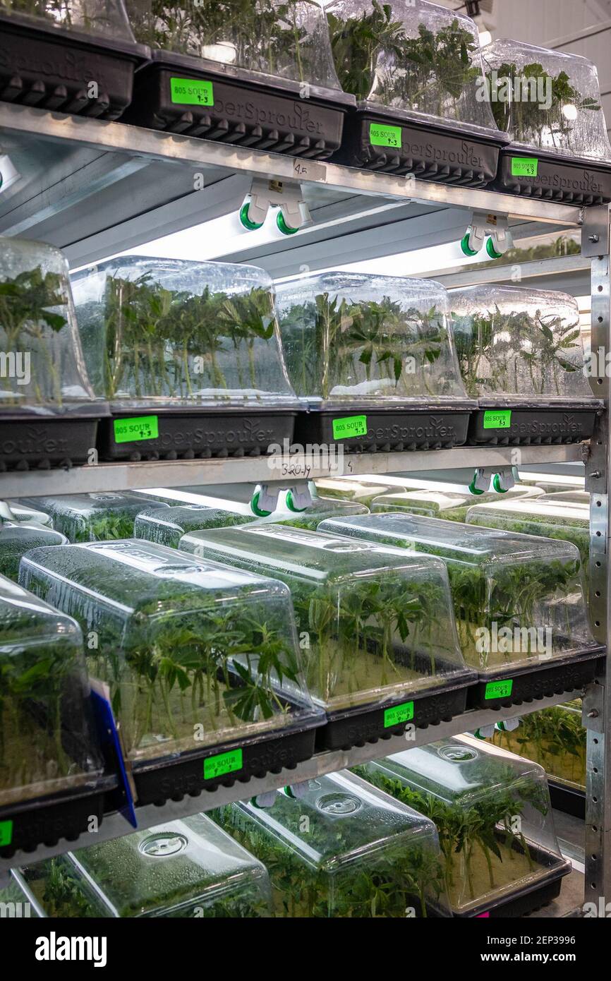 September 14, 2019 - Carpinteria, CA: Cannabis Clone Room. Cannabis ...