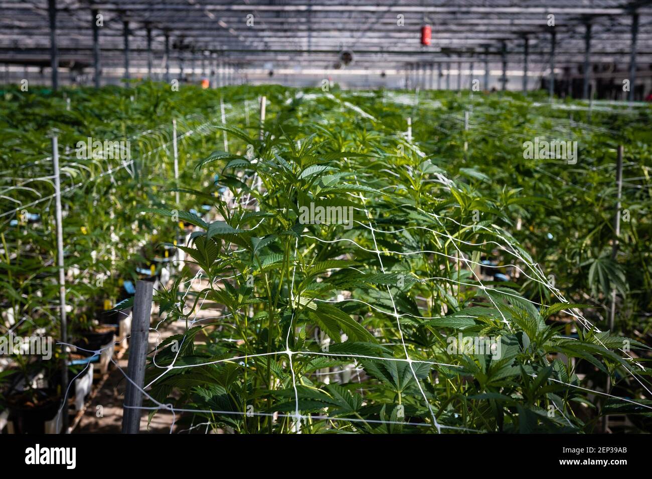 September 14, 2019 - Carpinteria, CA: Cannabis growing facilities at ...