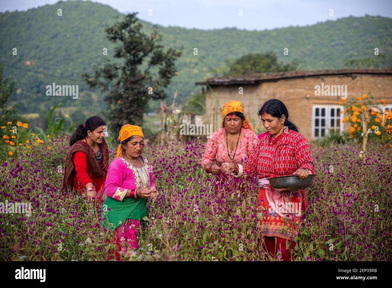 A group of Nepalese women pluck the amaranth flowers to make garland ...