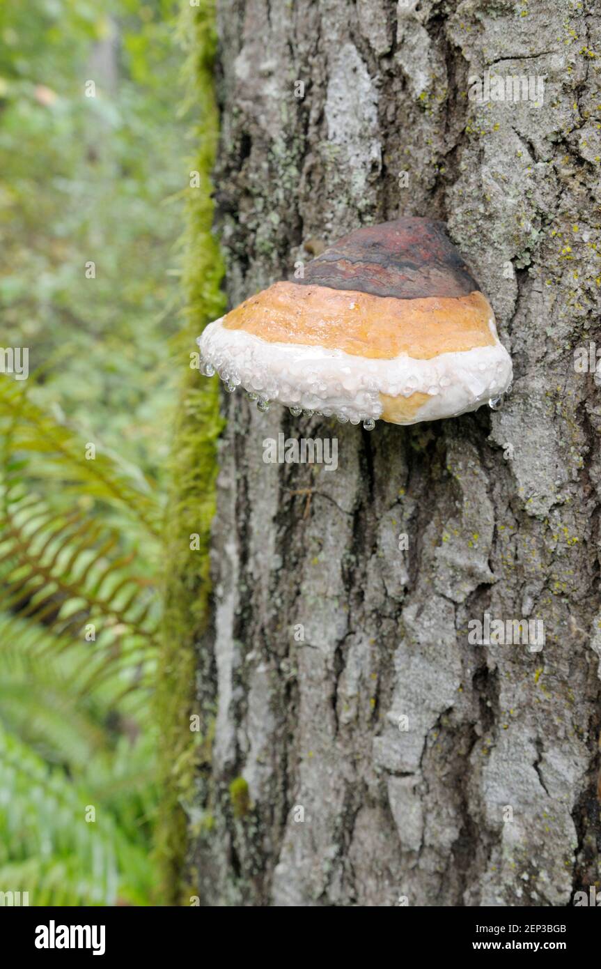 Red-belted Polypore (Fomitopsis pinicola Stock Photo - Alamy