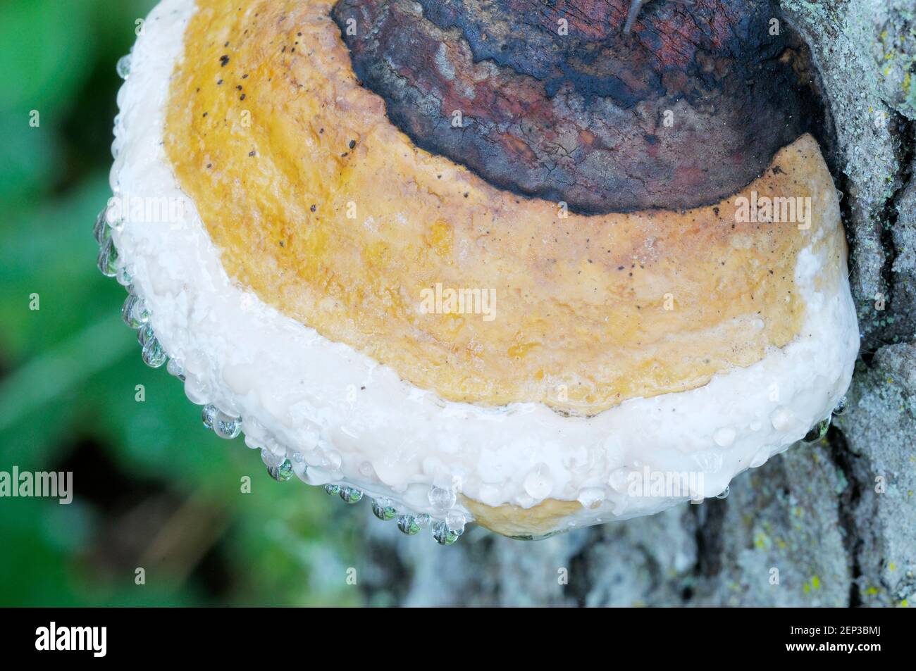 Red belted polypore hi-res stock photography and images - Alamy