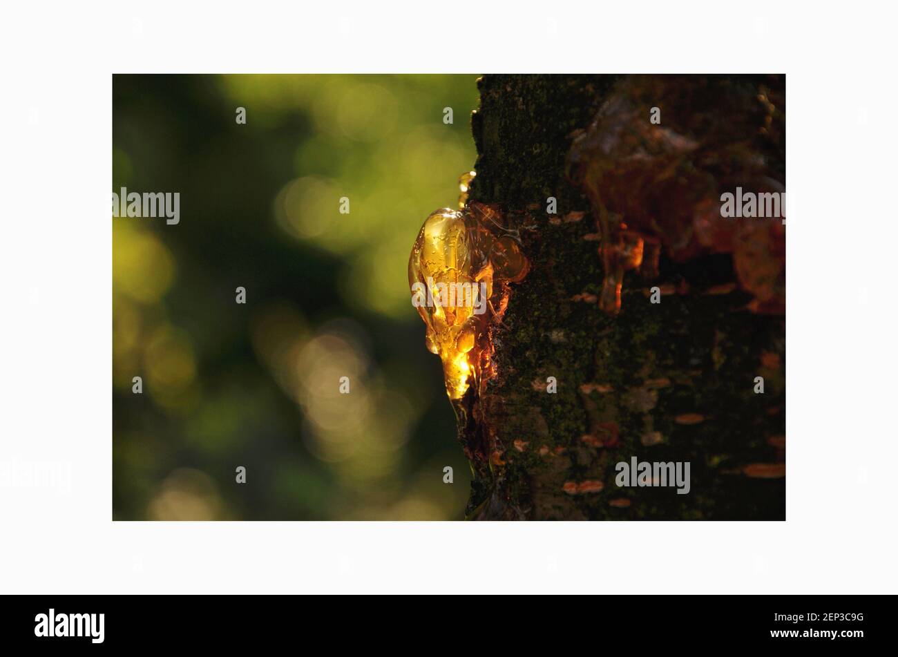 Light yellow resin on Cut Out Stock Images & Pictures - Alamy