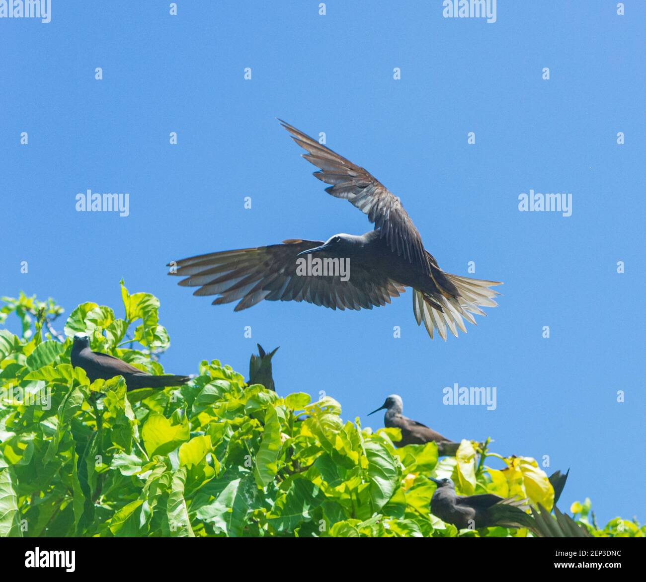 White-capped Noddy (Anous minutus) coming in to land during the nesting ...