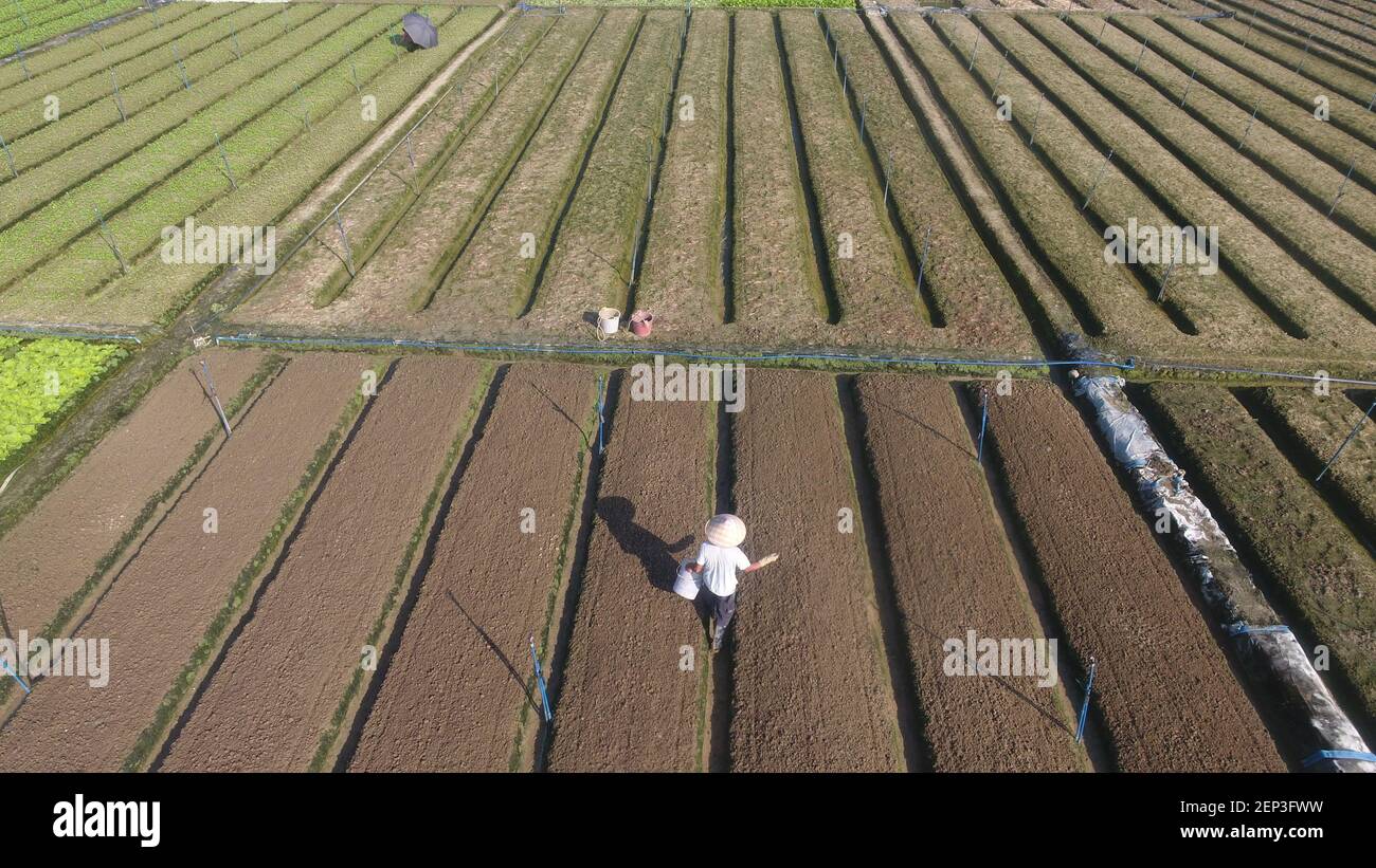 An aerial view of farmers planting vegetables for winter at their farm ...