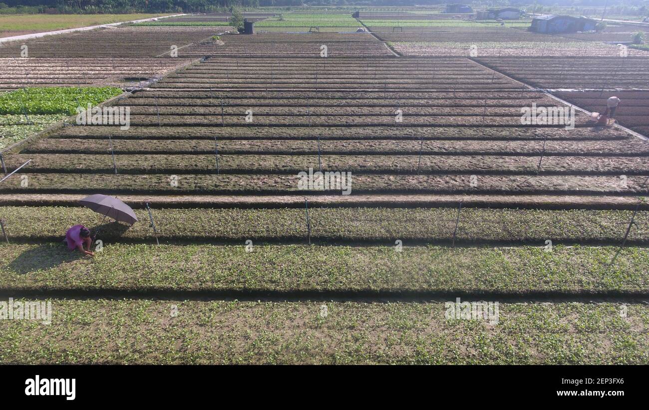 An aerial view of farmers planting vegetables for winter at their farm ...