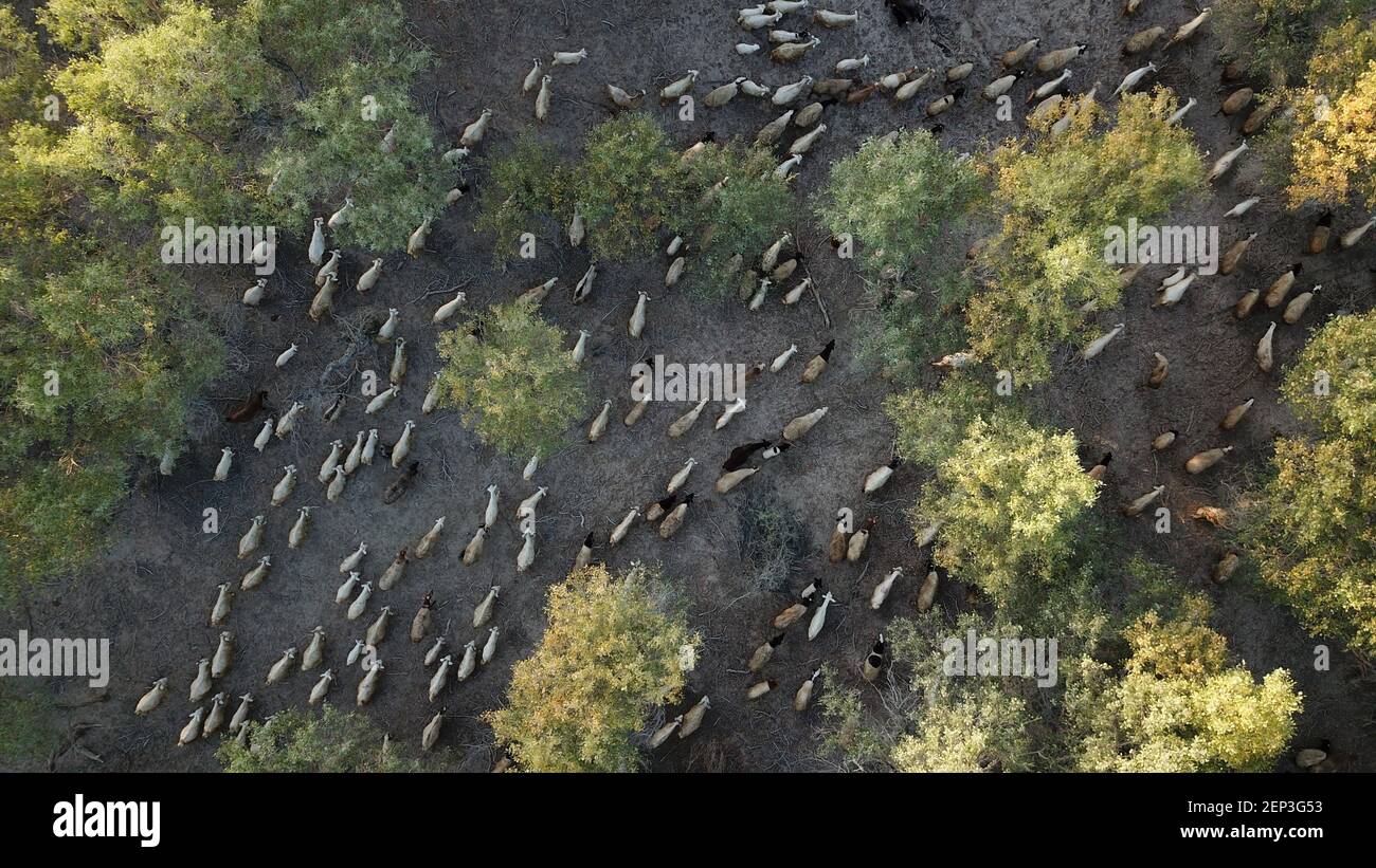 A bird view of a flock of sheep running through desert poplar woods in ...