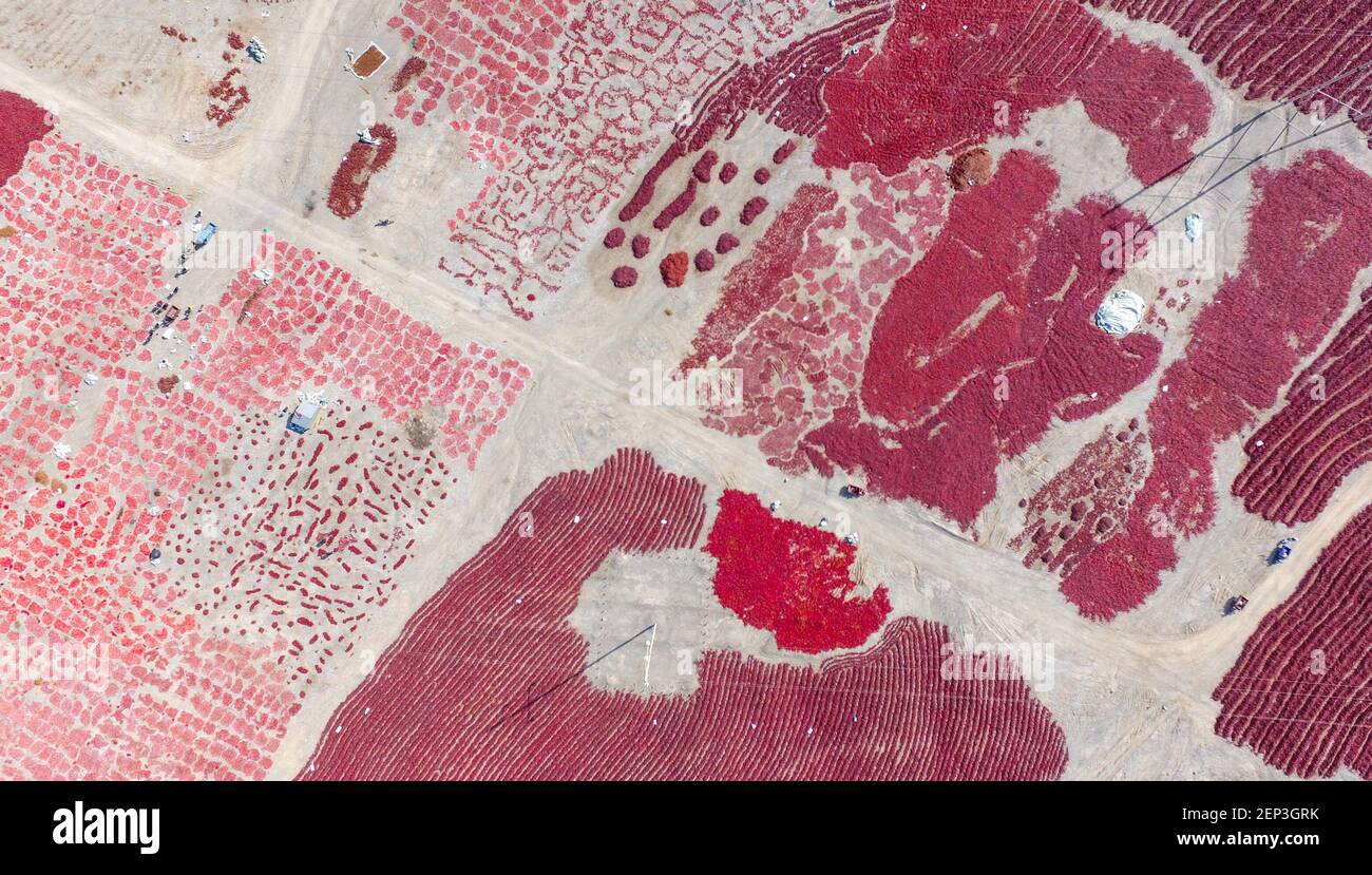 In this aerial view, red chilli peppers are being dried on a sunning ...