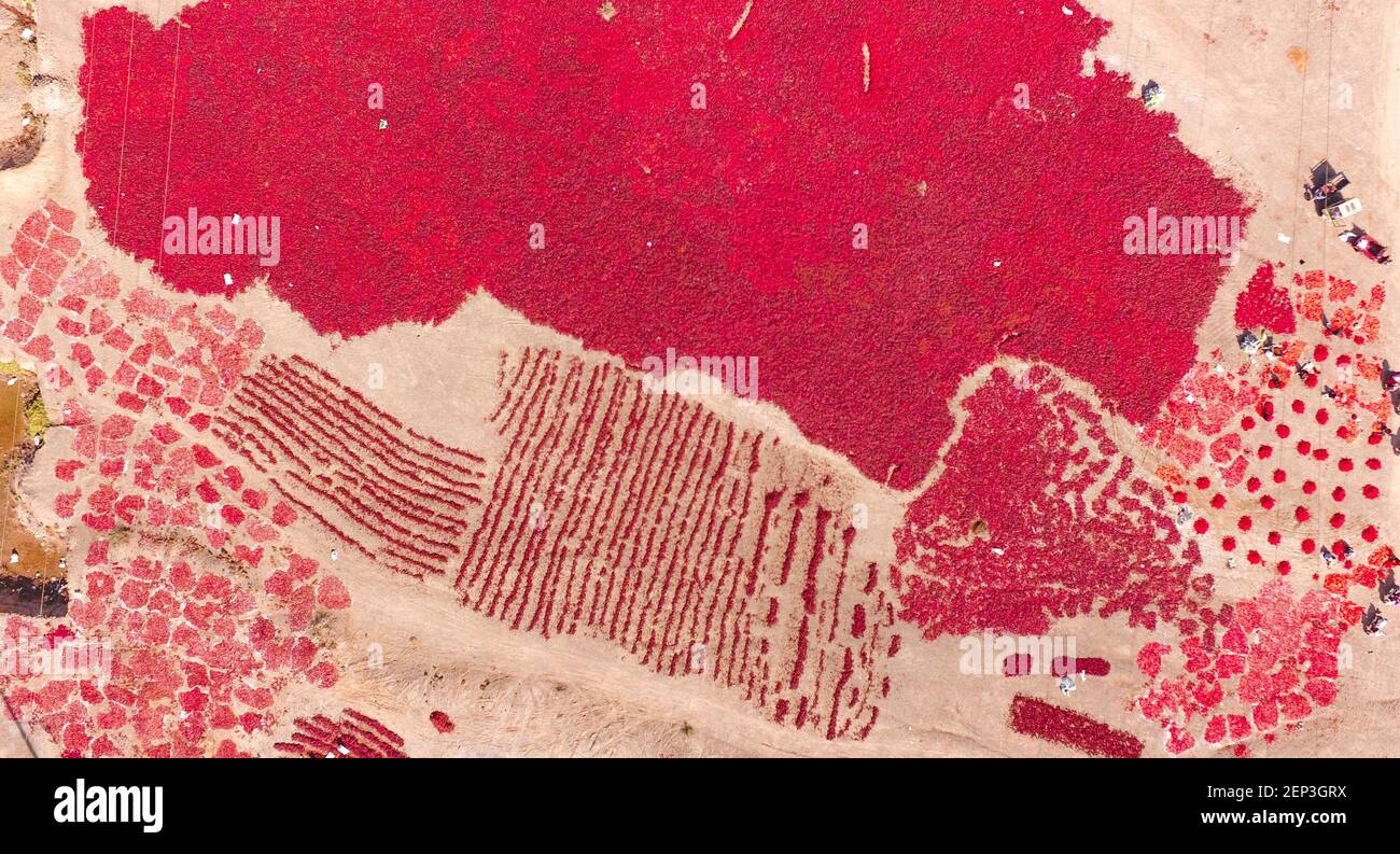 In this aerial view, red chilli peppers are being dried on a sunning ...