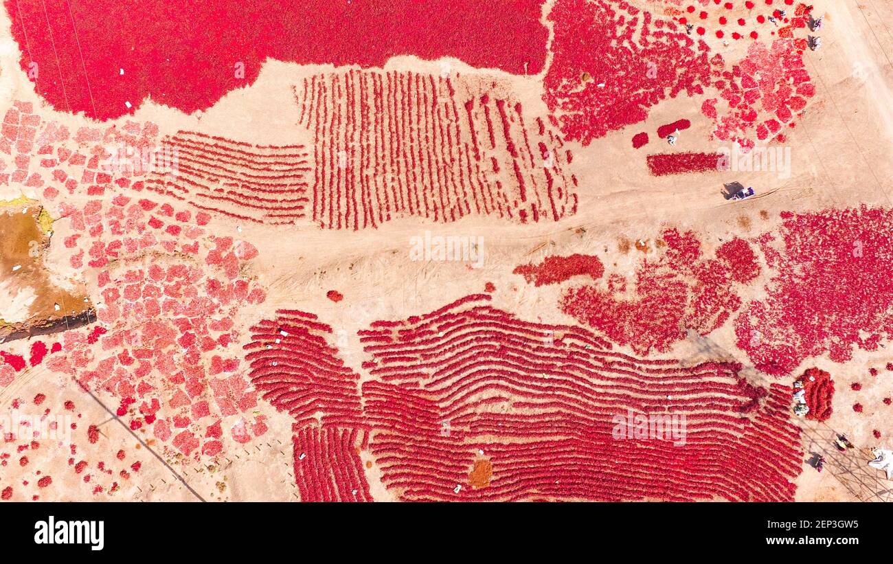 In this aerial view, red chilli peppers are being dried on a sunning ...