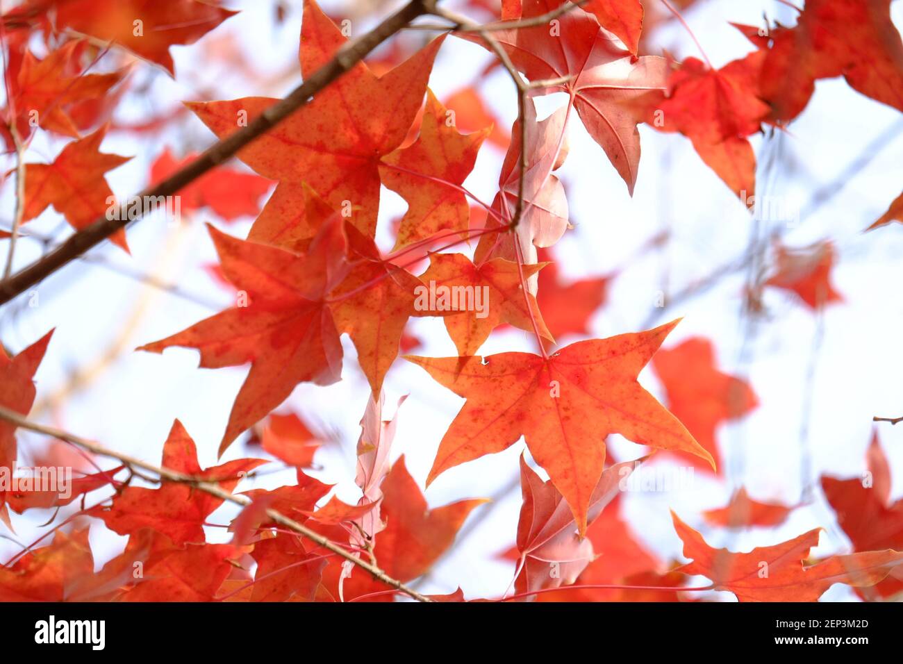 Beijing ï¼ŒCHINA-The red leaves of the fragrant hills show the most ...